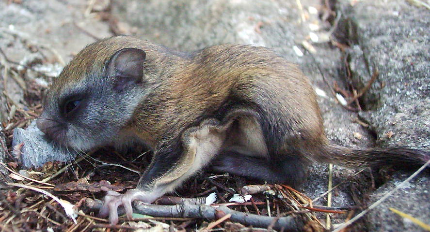 Baby Flying Squirrel